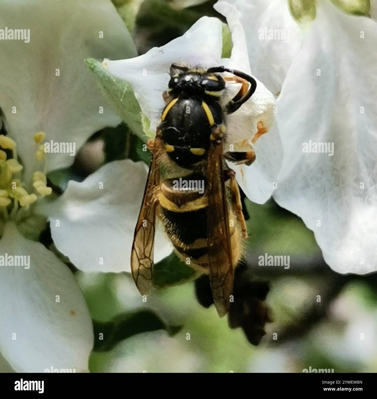 Common European Yellowjacket (Vespula vulgaris Stock Photo - Alamy