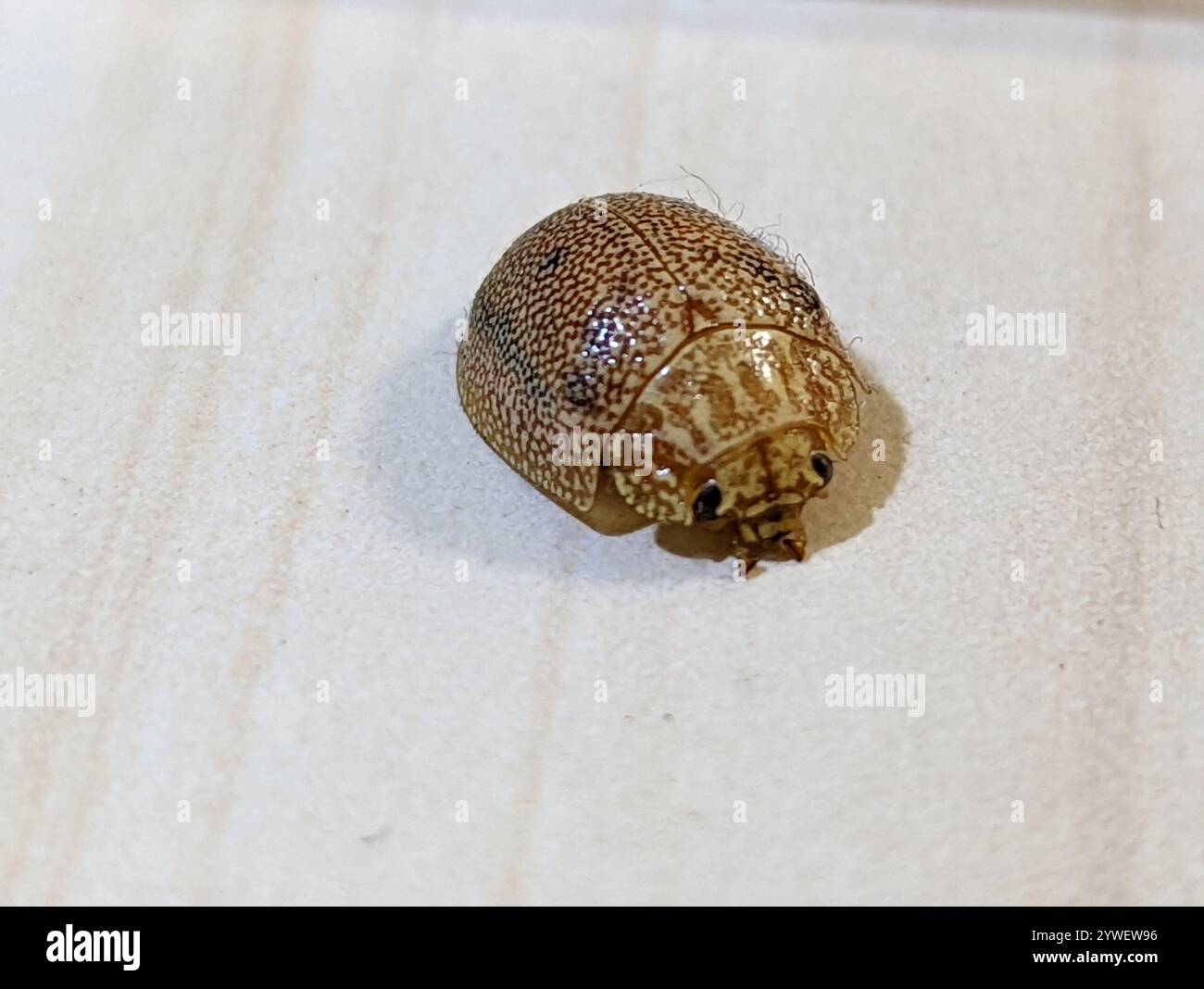 Paropsine beetle hi-res stock photography and images - Alamy