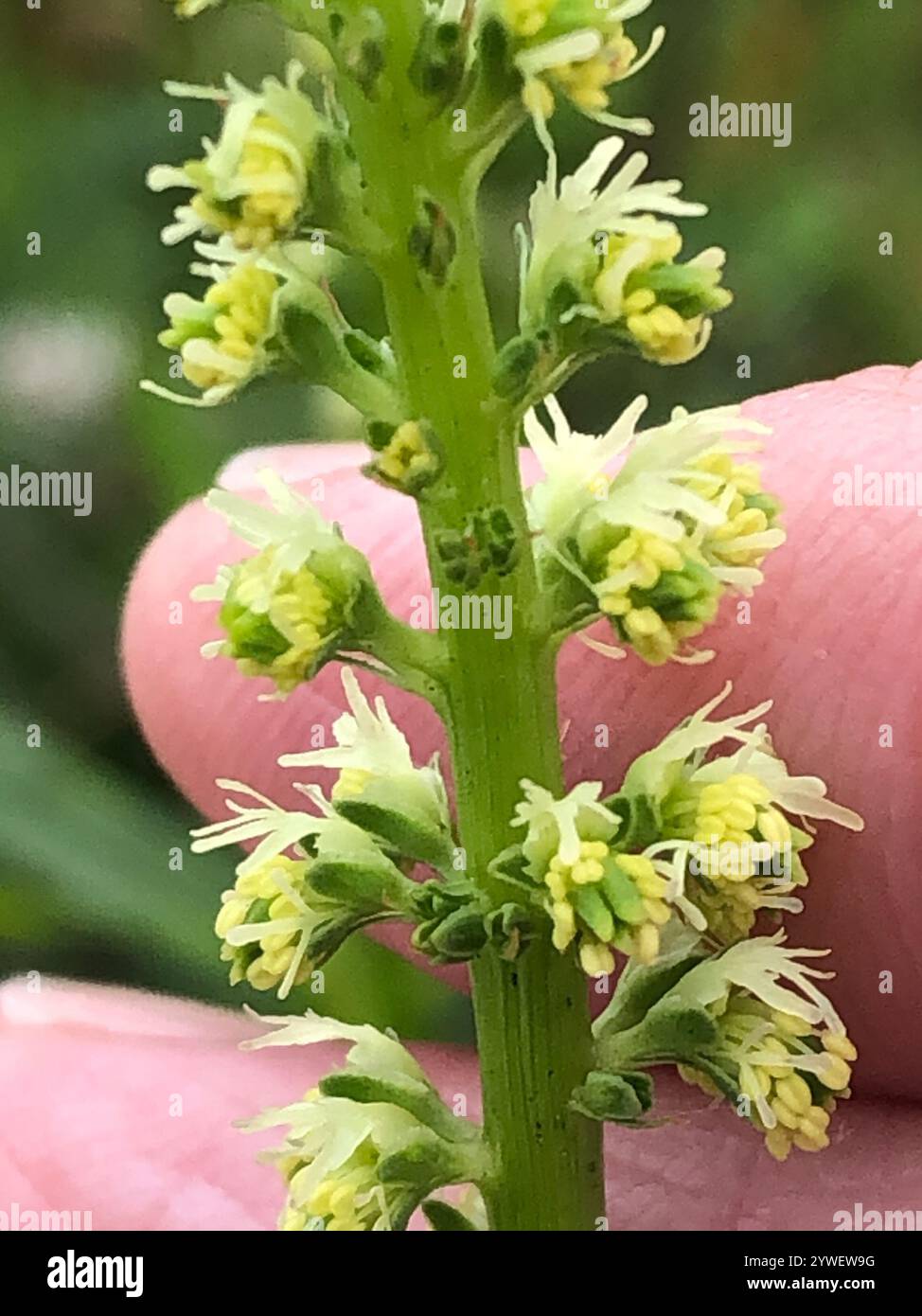 Weld (Reseda luteola Stock Photo - Alamy