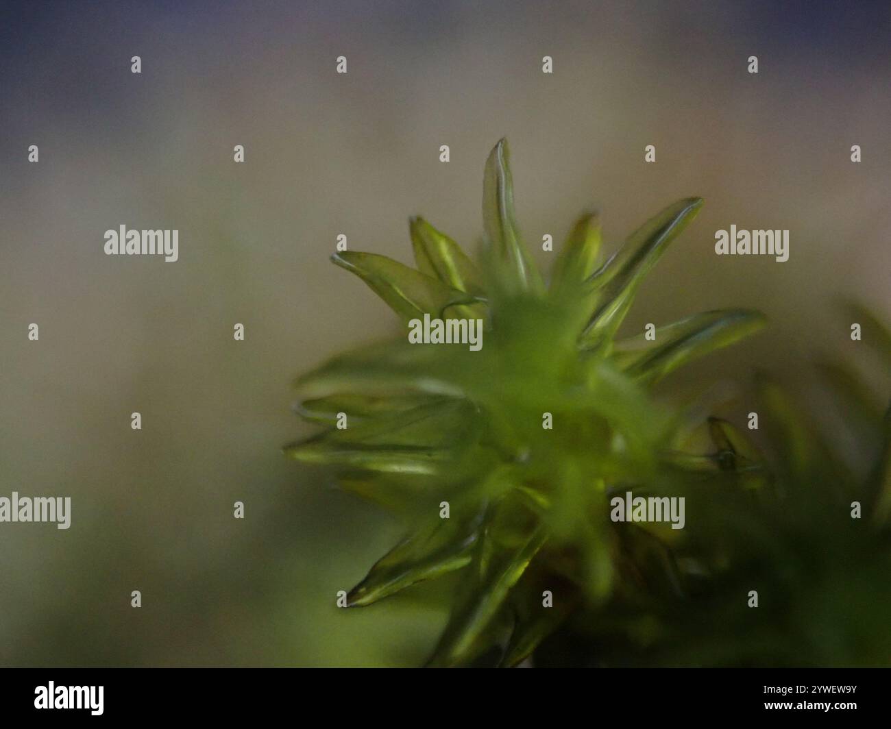 Yellow Fringe-moss (Racomitrium aciculare Stock Photo - Alamy