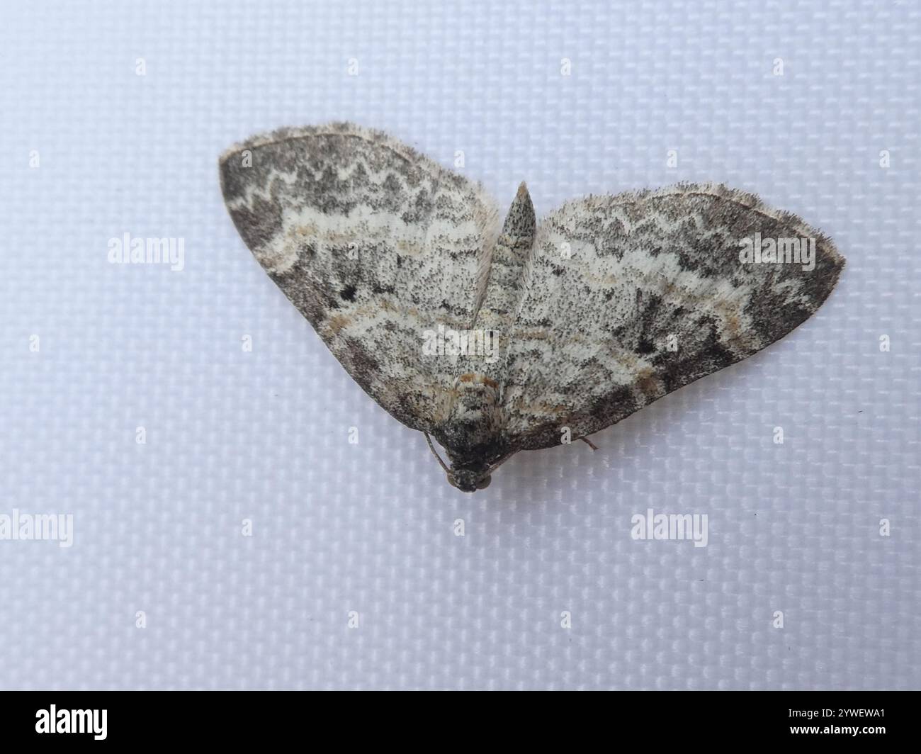 Small seraphim hi-res stock photography and images - Alamy