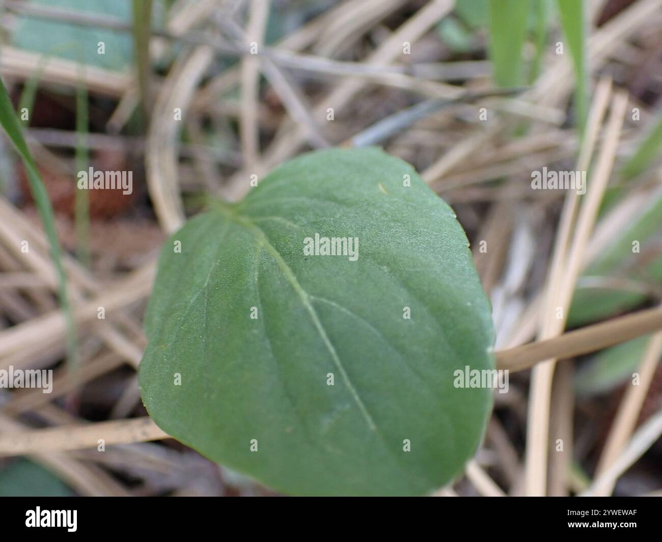 Valley Violet (Viola vallicola Stock Photo - Alamy