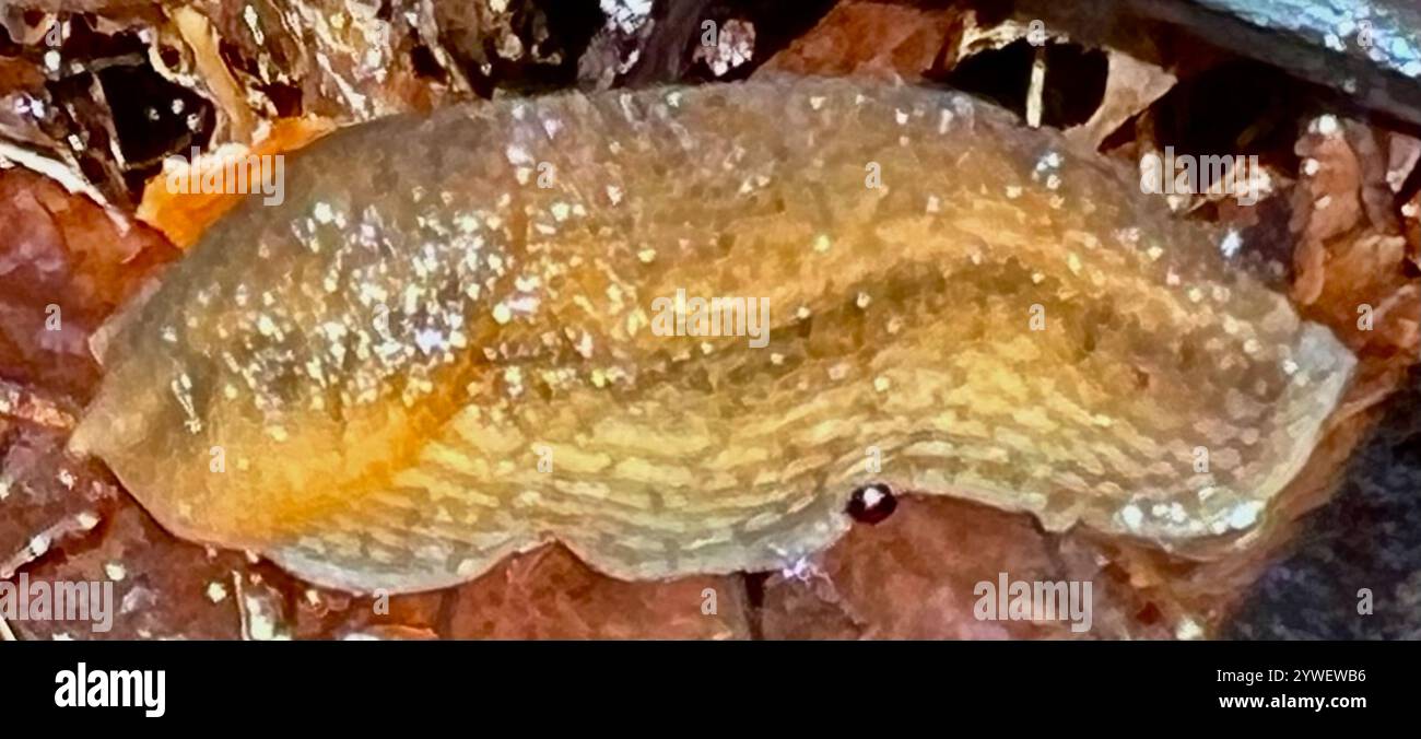 Western Dusky Slug (Arion subfuscus Stock Photo - Alamy