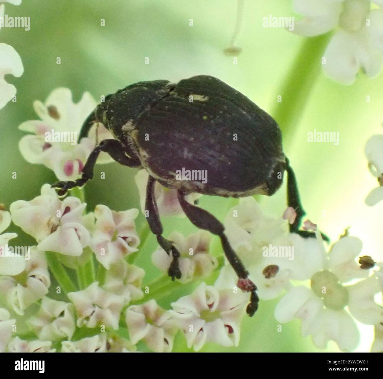Iris weevil (Mononychus punctumalbum Stock Photo - Alamy