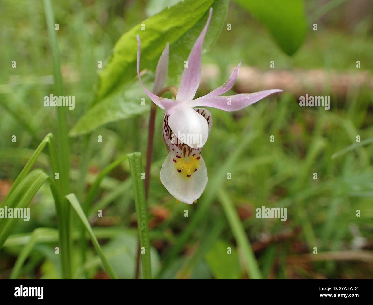 Eastern Fairy-slipper (Calypso bulbosa americana Stock Photo - Alamy