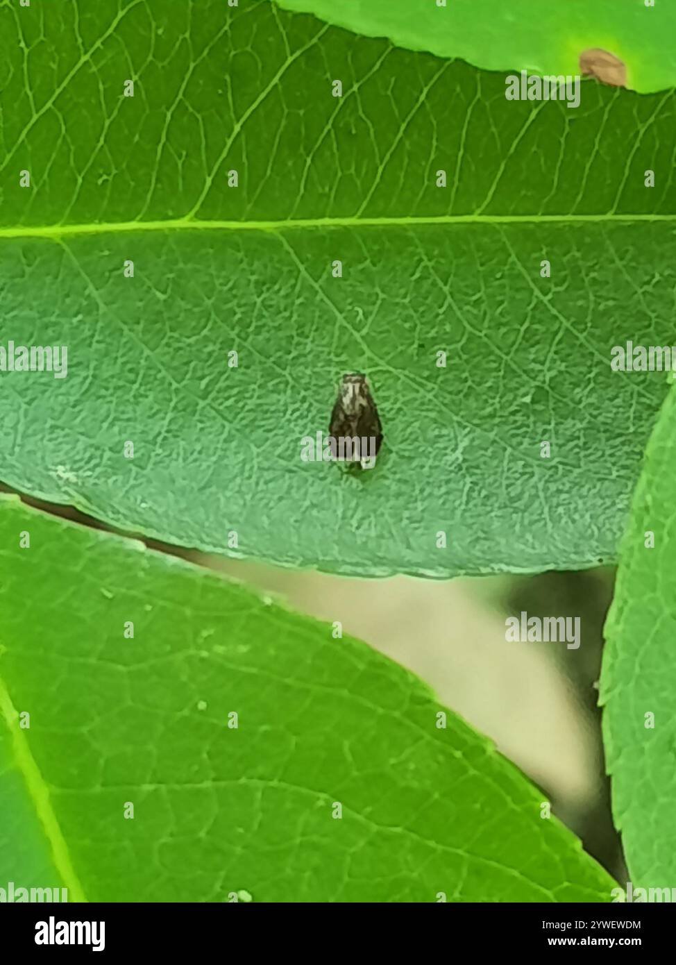 Barklice, Booklice, and Parasitic Lice (Psocodea Stock Photo - Alamy