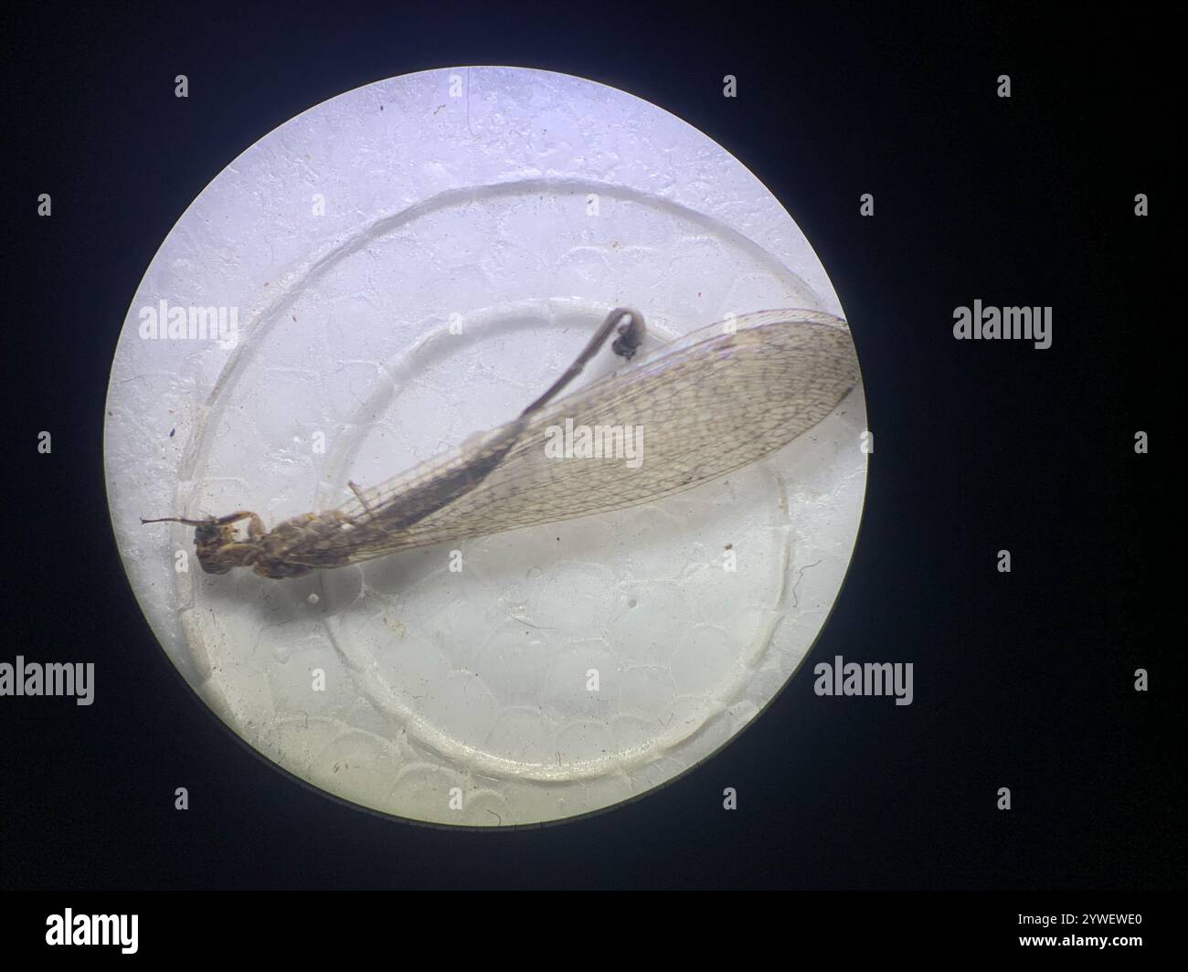 Broad-winged Damselflies (Calopterygidae Stock Photo - Alamy