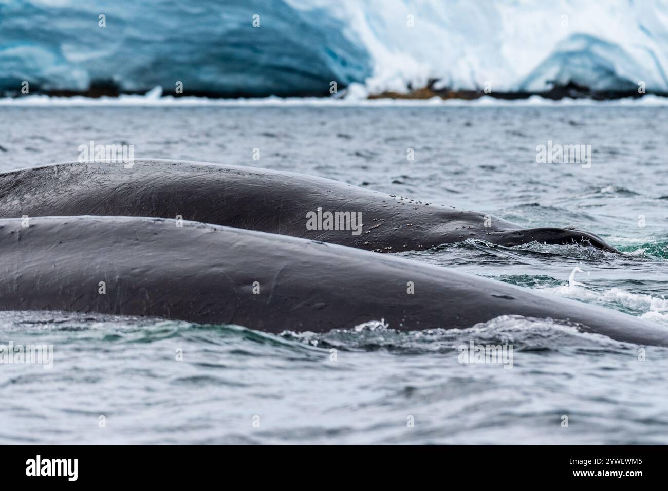 Close-up of the back of a diving humpback whale -Megaptera novaeangliae ...
