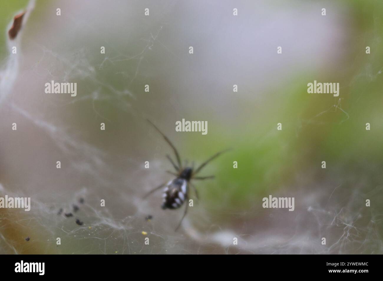 Bowl-and-doily Spider (Frontinella pyramitela Stock Photo - Alamy