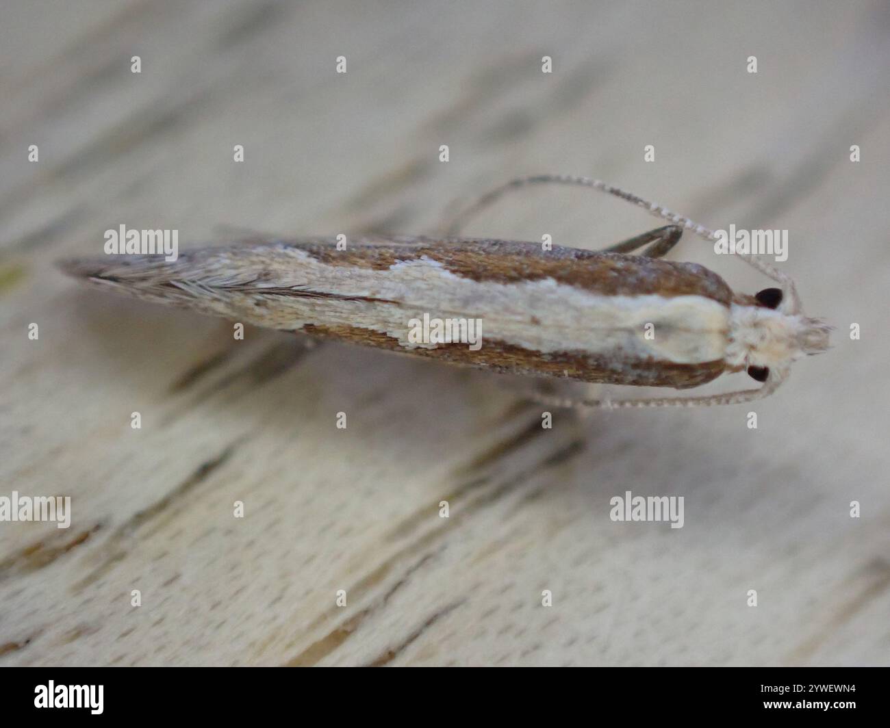 Diamondback Moth (Plutella xylostella Stock Photo - Alamy