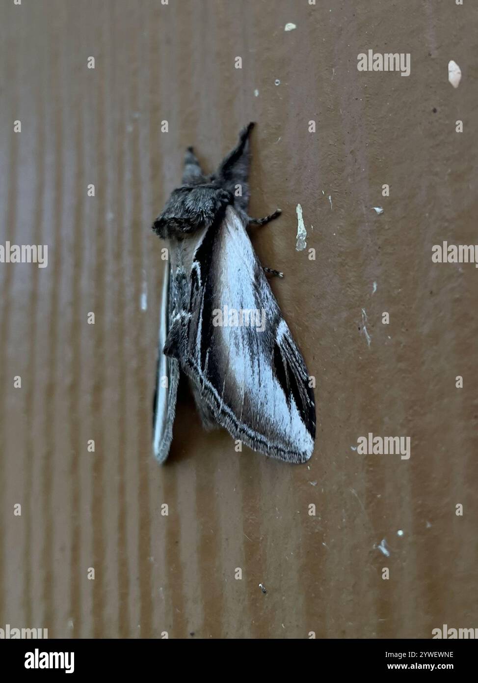 Pheosia rimosa hi-res stock photography and images - Alamy