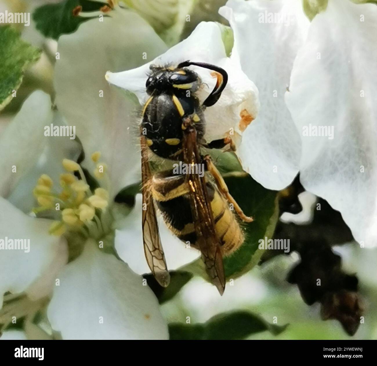 Common European Yellowjacket (Vespula vulgaris Stock Photo - Alamy