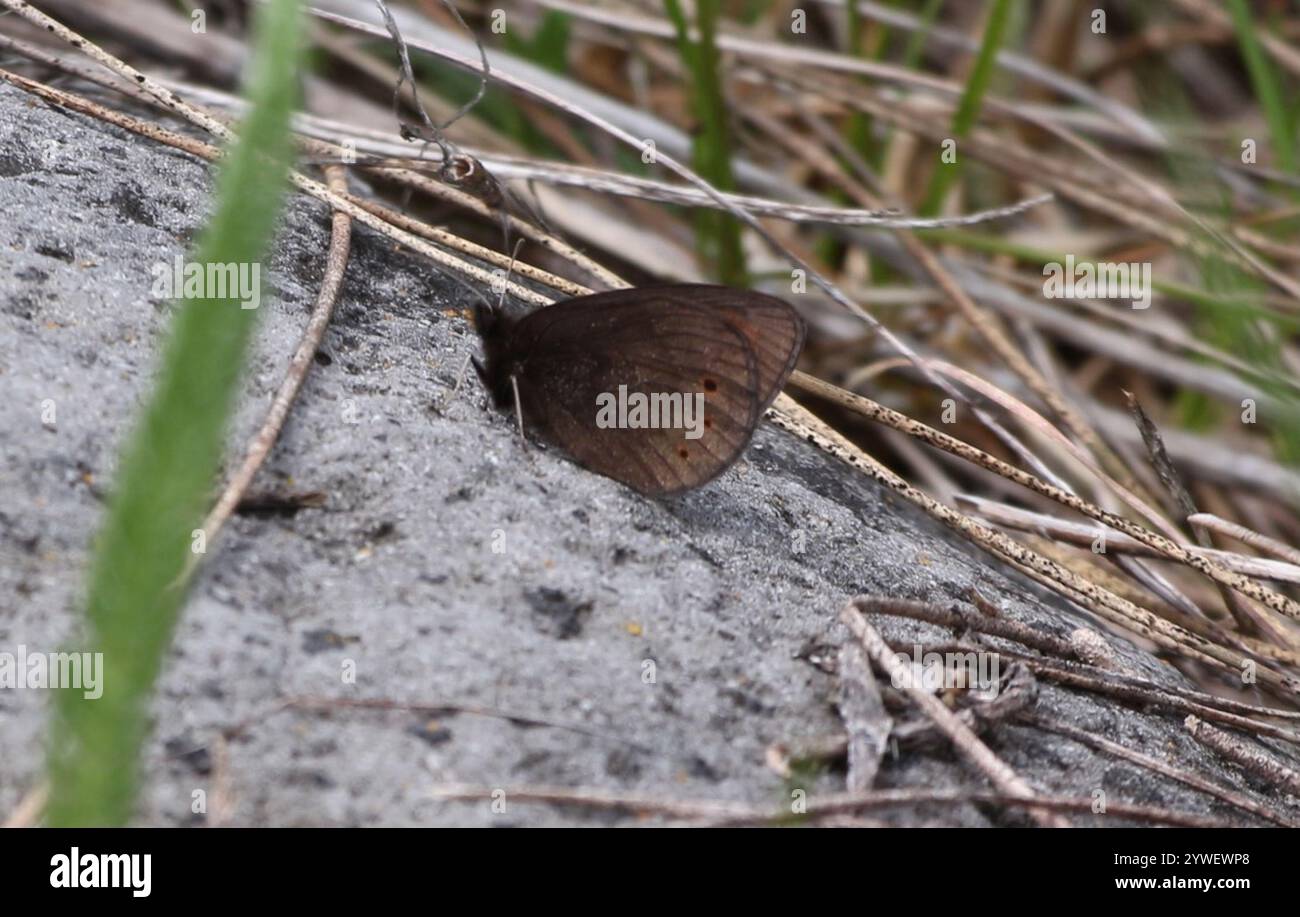 Common Alpine (Erebia epipsodea Stock Photo - Alamy