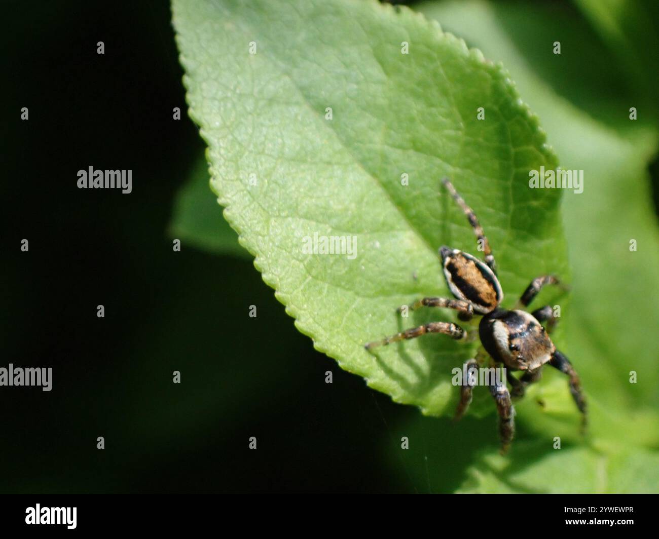 Woodland Jumping Spider (Evarcha falcata Stock Photo - Alamy