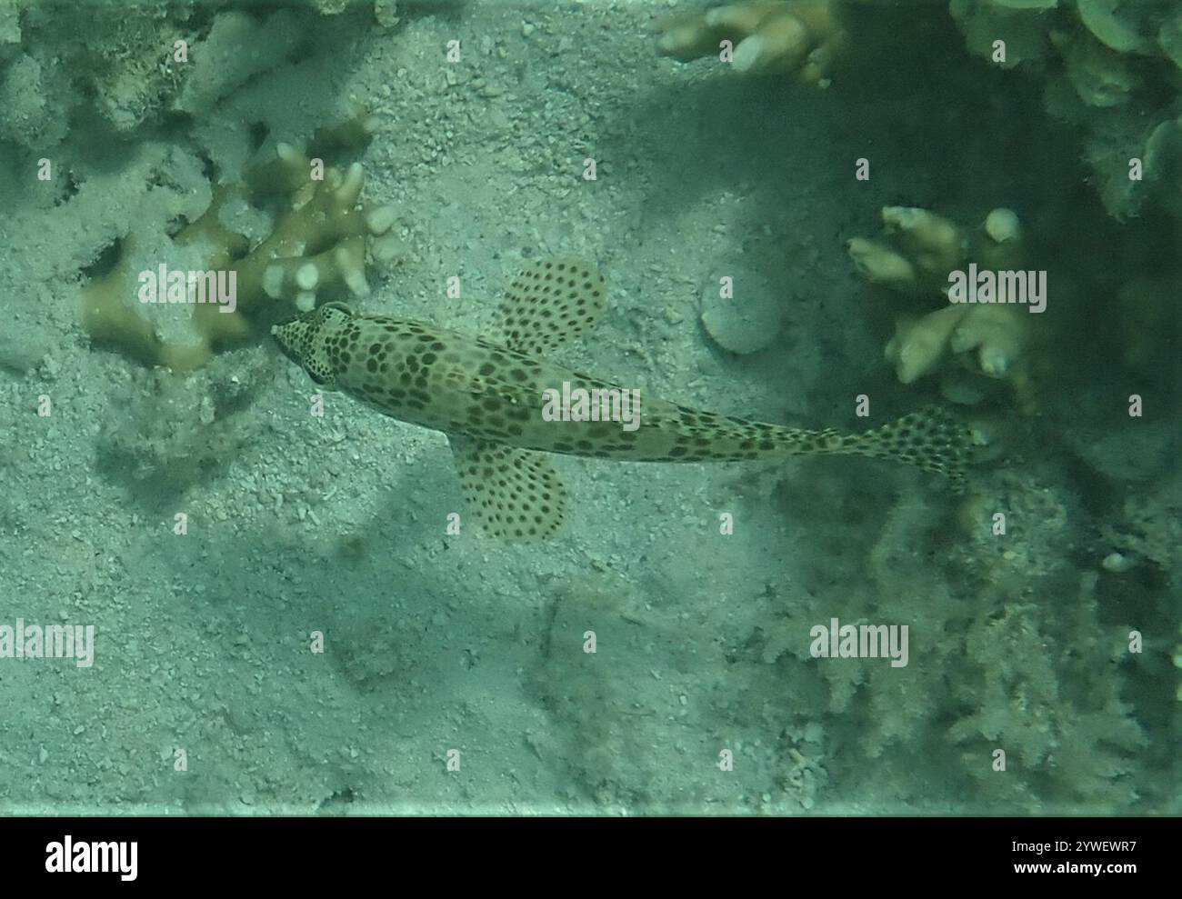 Honeycomb Grouper (Epinephelus merra Stock Photo - Alamy