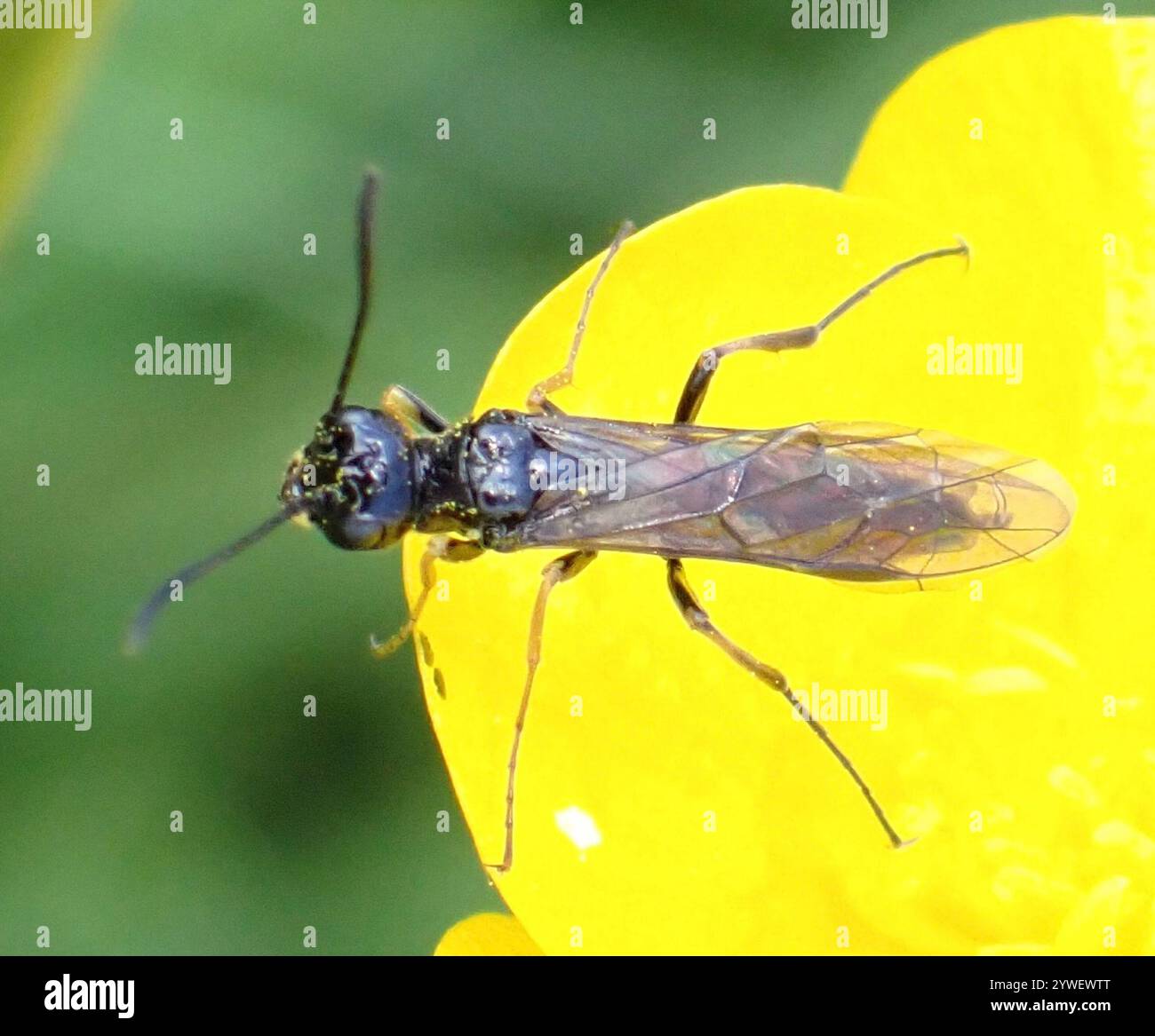 Stem Sawflies (Cephidae Stock Photo - Alamy