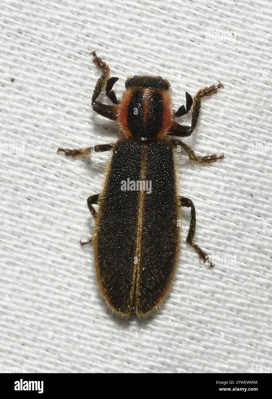 Pilose Checkered Beetle (Chariessa pilosa Stock Photo - Alamy