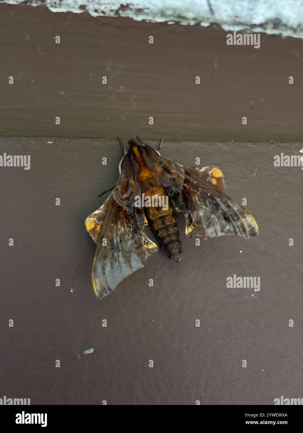 Small-eyed Sphinx (Paonias myops Stock Photo - Alamy