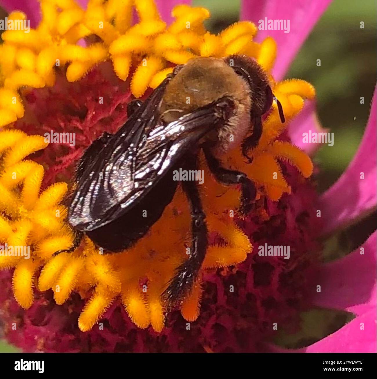 Hibiscus Turret Bee (Ptilothrix bombiformis Stock Photo - Alamy