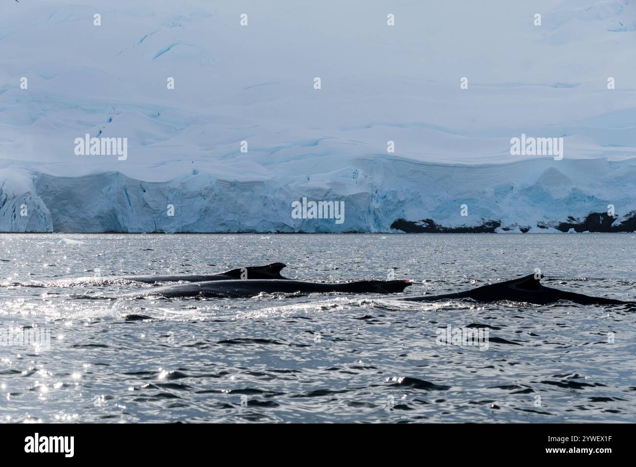 Close-up of the back of a diving humpback whale -Megaptera novaeangliae ...
