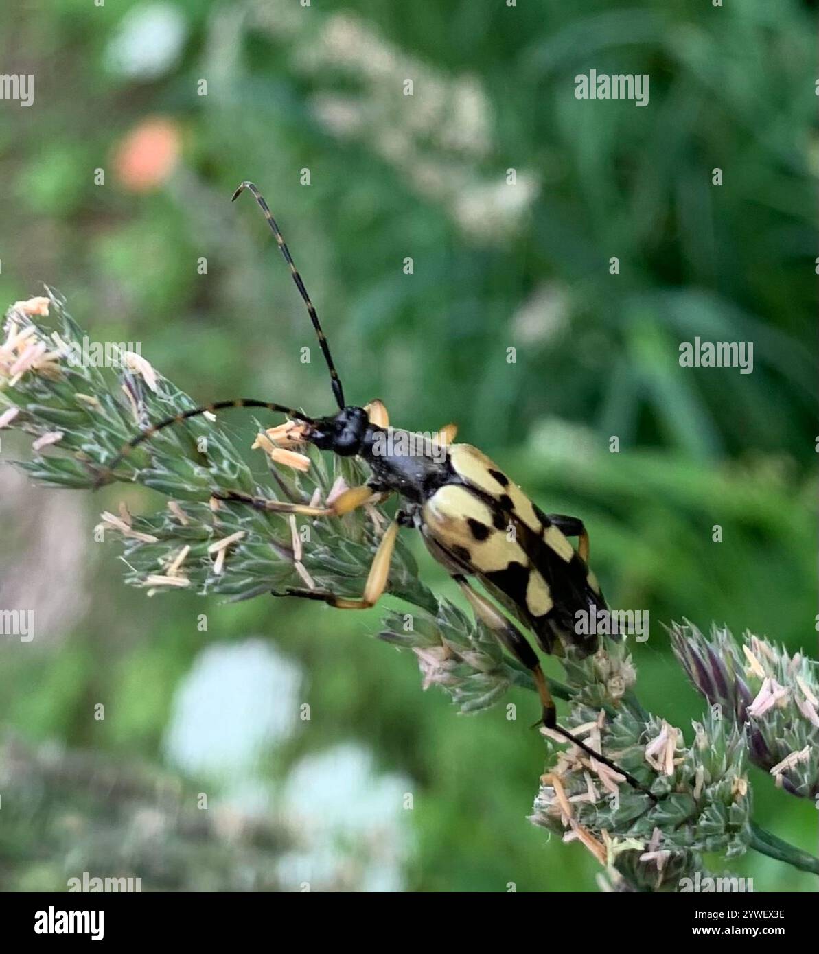 Spotted Longhorn Beetle (Rutpela maculata Stock Photo - Alamy