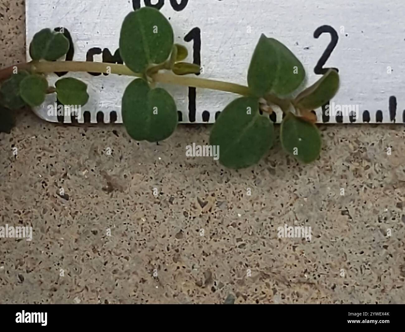smallseed sandmat (Euphorbia polycarpa Stock Photo - Alamy