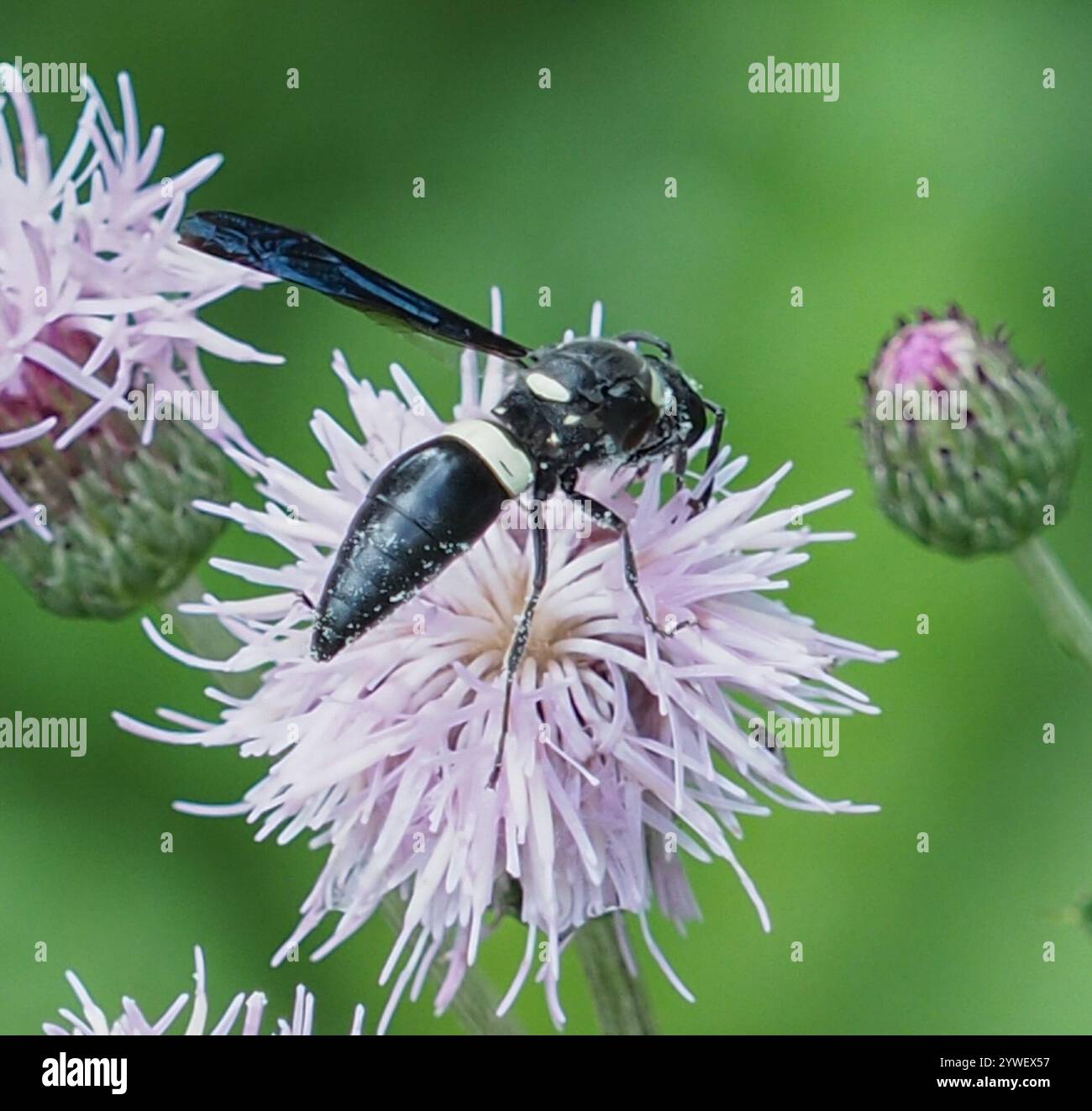 Four-toothed Mason Wasp (Monobia quadridens Stock Photo - Alamy