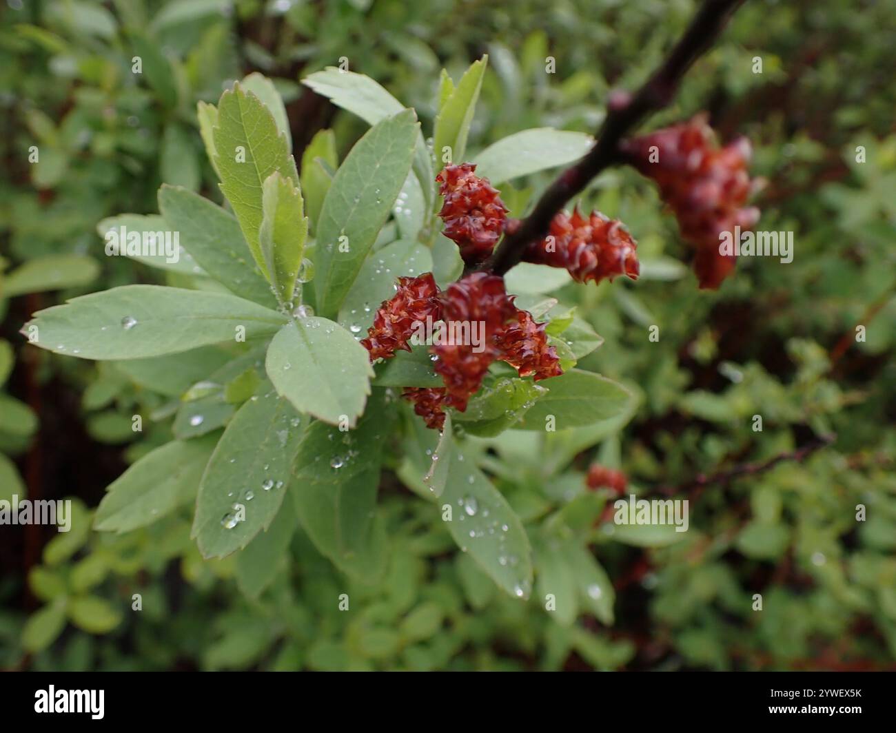bog myrtle (Myrica gale Stock Photo - Alamy