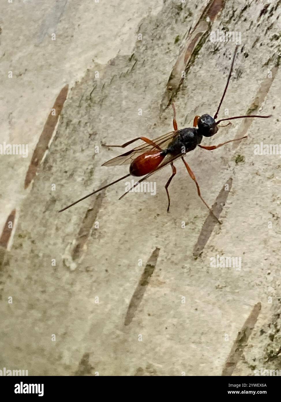 Aulacid Wasps (Aulacidae Stock Photo - Alamy