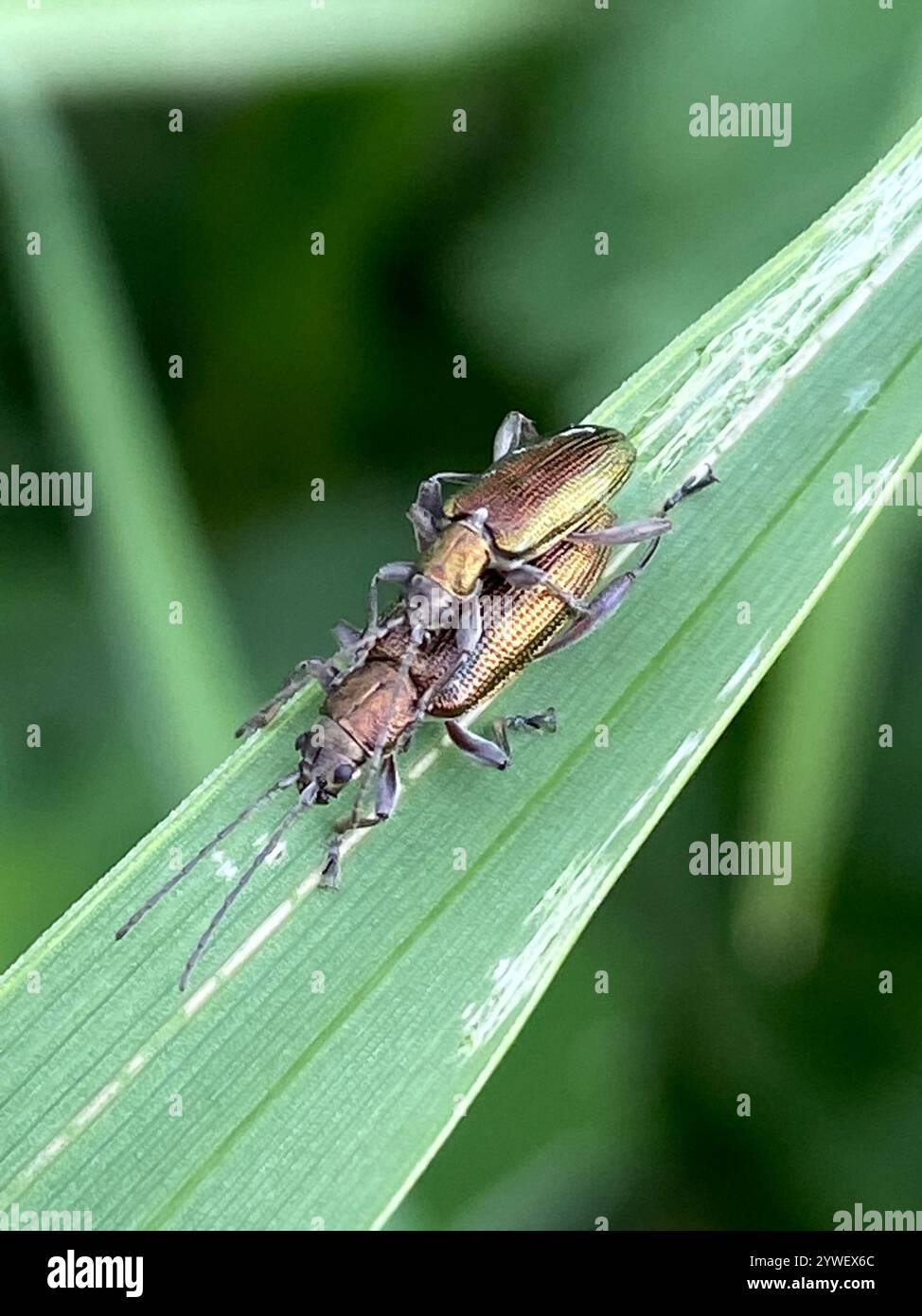 Grooved Leaf Beetle (Donacia semicuprea Stock Photo - Alamy