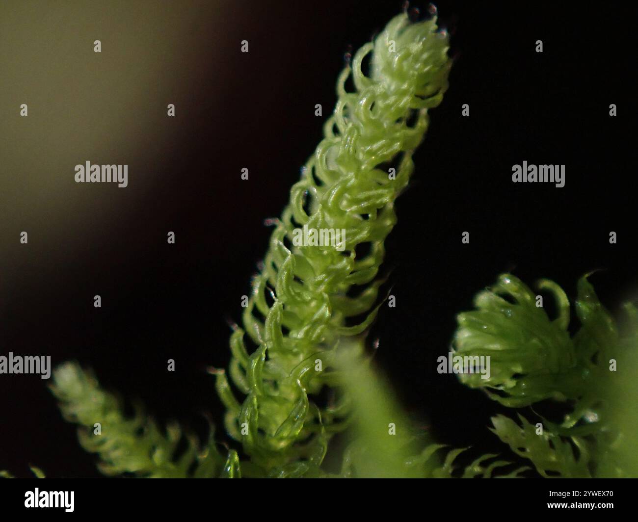 Bolander's claopodium moss (Claopodium bolanderi Stock Photo - Alamy