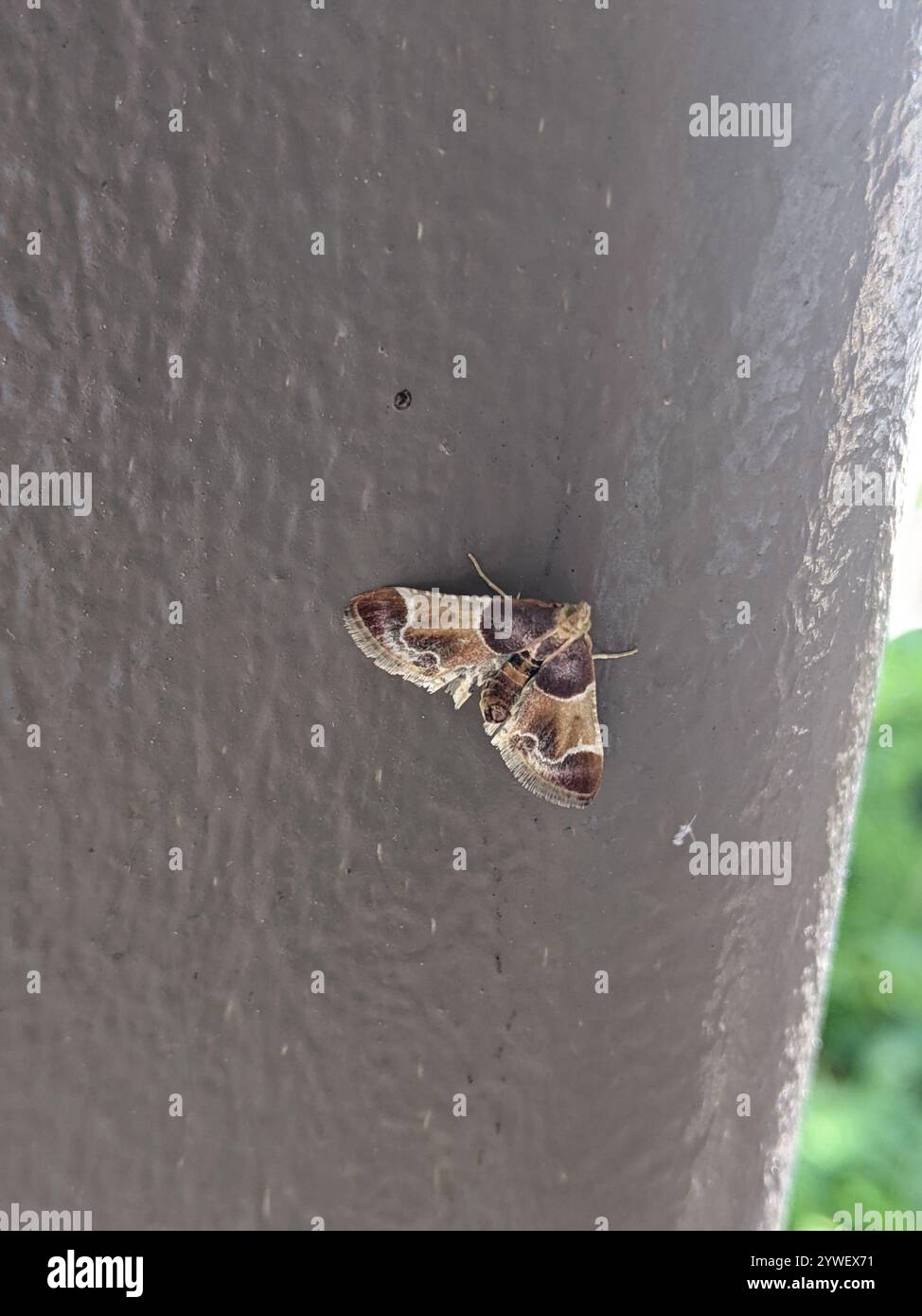 Pyralis farinalis hi-res stock photography and images - Alamy