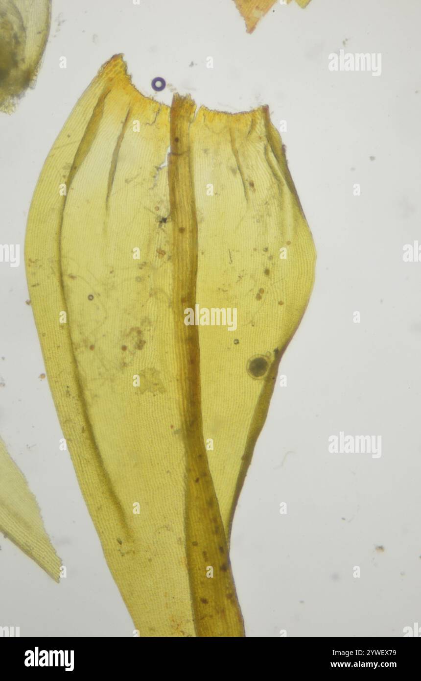 Yellow Fringe-moss (Racomitrium aciculare Stock Photo - Alamy