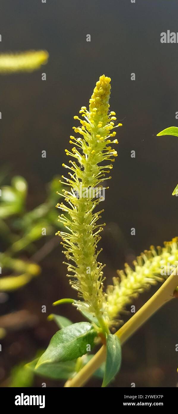 Almond Willow (Salix triandra Stock Photo - Alamy