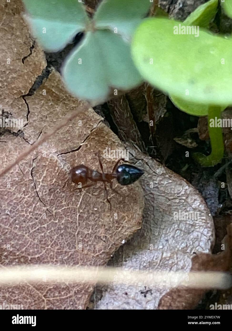 Shiny Acrobat Ant (Crematogaster laeviuscula Stock Photo - Alamy