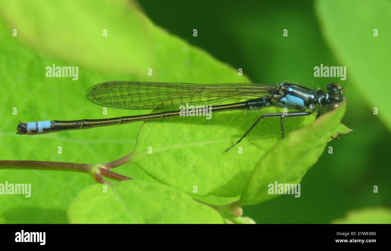 Pacific Forktail (Ischnura cervula Stock Photo - Alamy