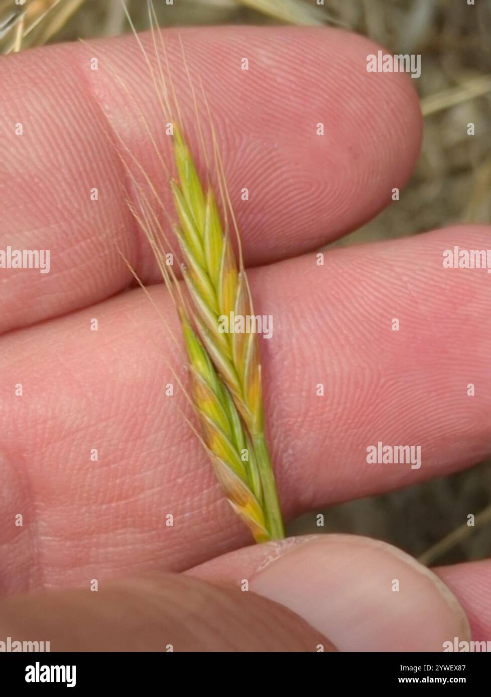purple false-brome (Brachypodium distachyon Stock Photo - Alamy