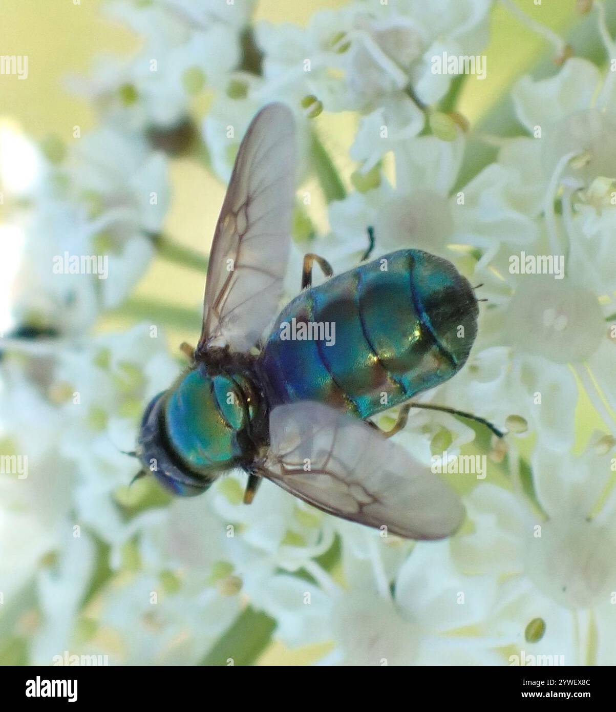 Broad Centurion Fly (Chloromyia formosa Stock Photo - Alamy