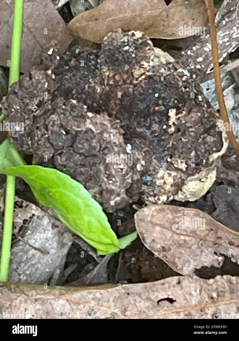 bacterial crown gall (Agrobacterium radiobacter Stock Photo - Alamy