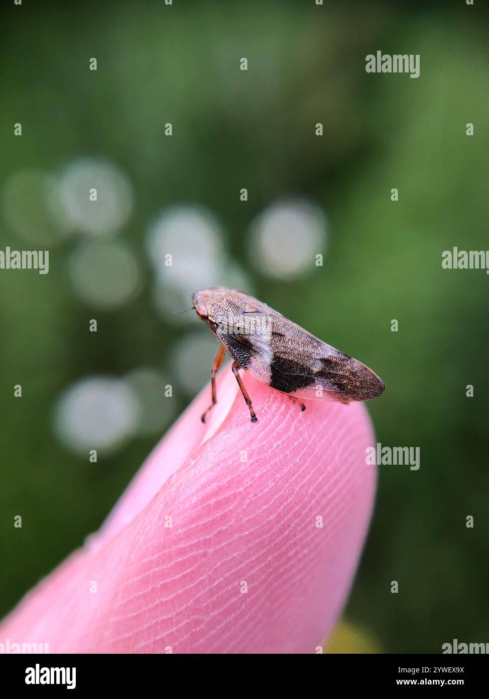 Alder Spittlebug (Aphrophora alni Stock Photo - Alamy