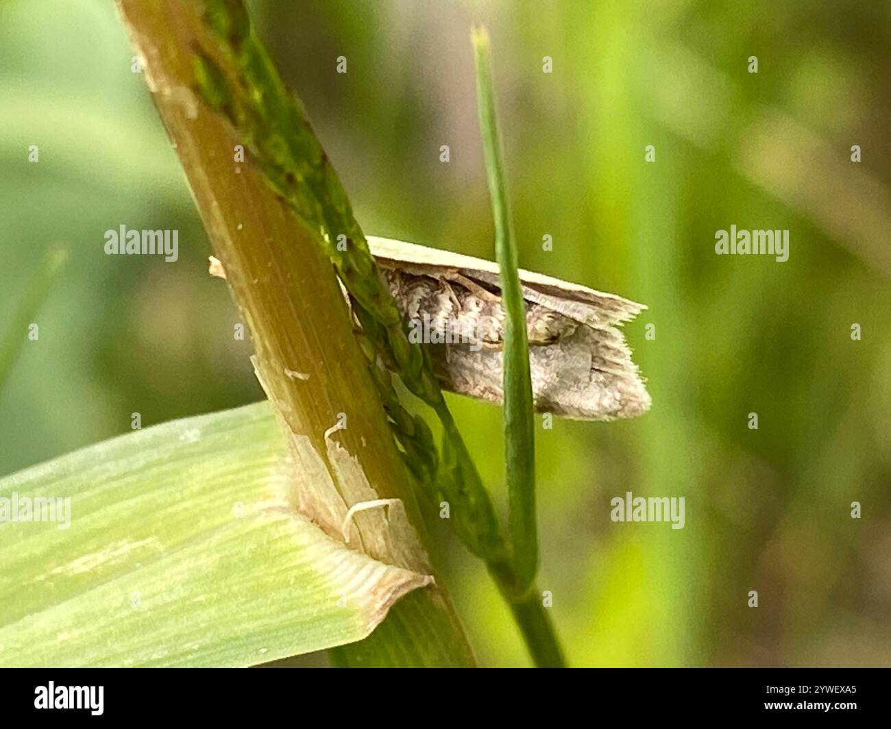 Green Oak Tortrix (Tortrix viridana Stock Photo - Alamy