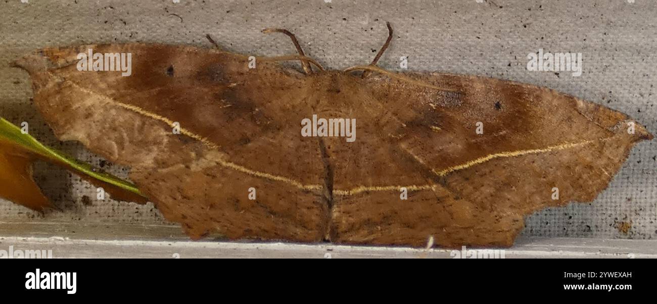 Curved-toothed Geometer Moth (Eutrapela clemataria Stock Photo - Alamy