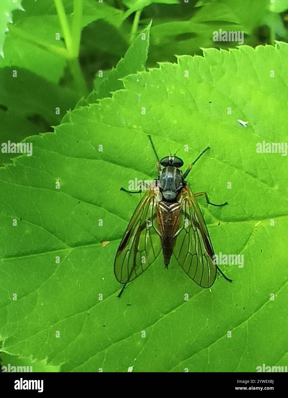 Large Fleck-winged Snipefly (Rhagio notatus Stock Photo - Alamy