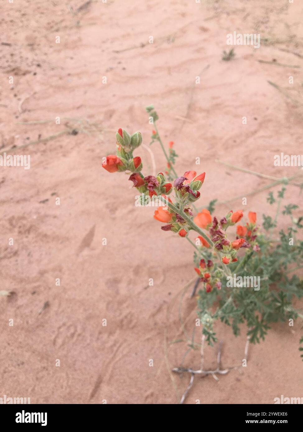 Gooseberryleaf Globemallow (Sphaeralcea grossulariifolia Stock Photo ...