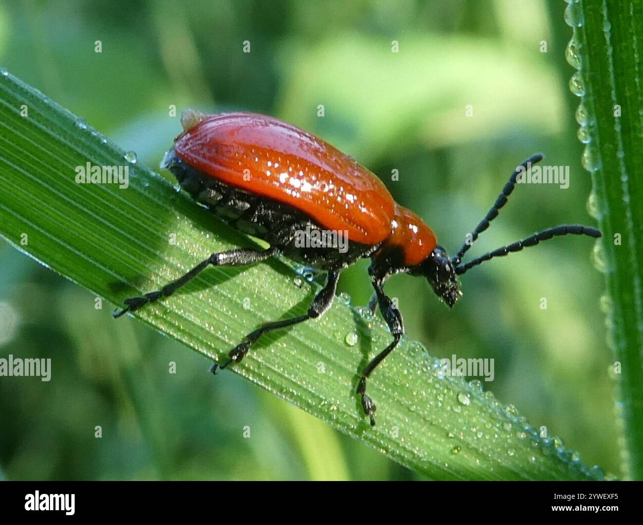 Lily Leaf Beetle (Lilioceris lilii Stock Photo - Alamy