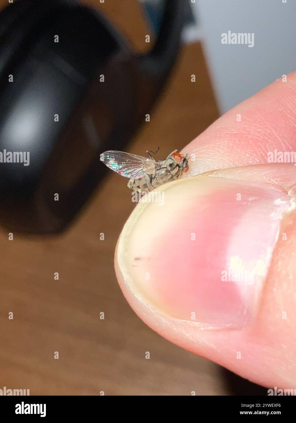 Stable Fly (Stomoxys calcitrans Stock Photo - Alamy