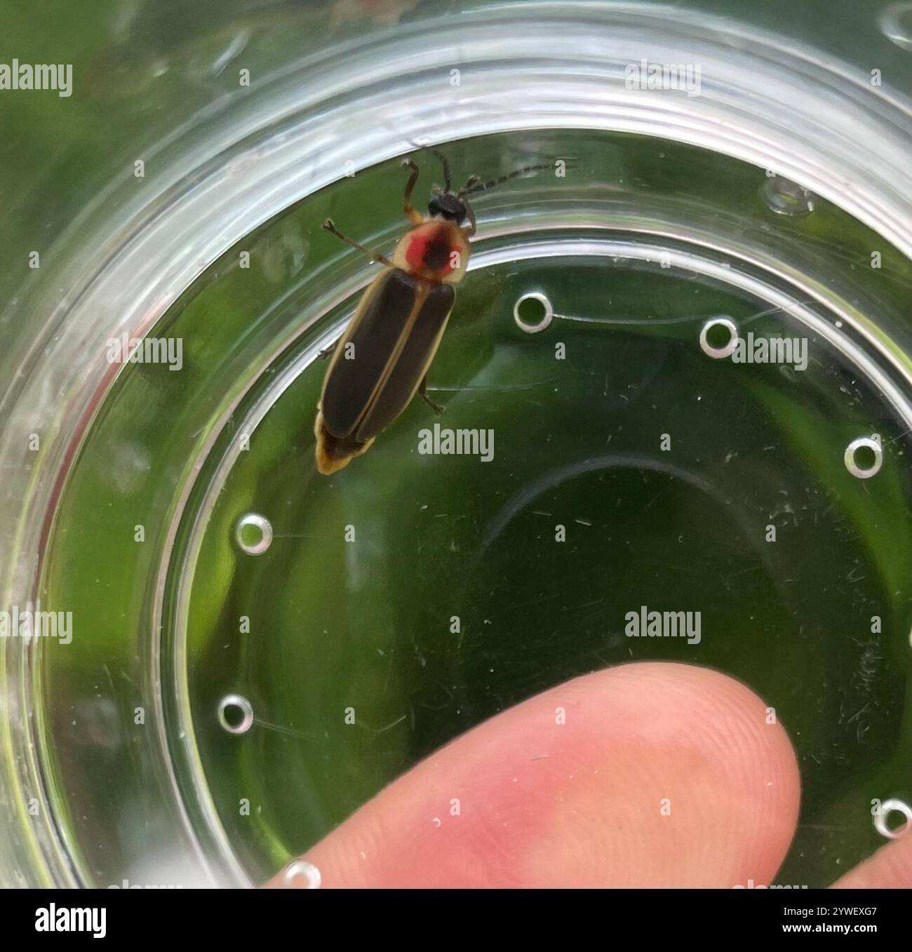 Common Eastern Firefly (Photinus pyralis Stock Photo - Alamy