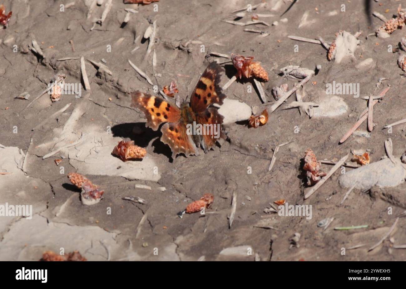 Green Comma (Polygonia faunus Stock Photo - Alamy