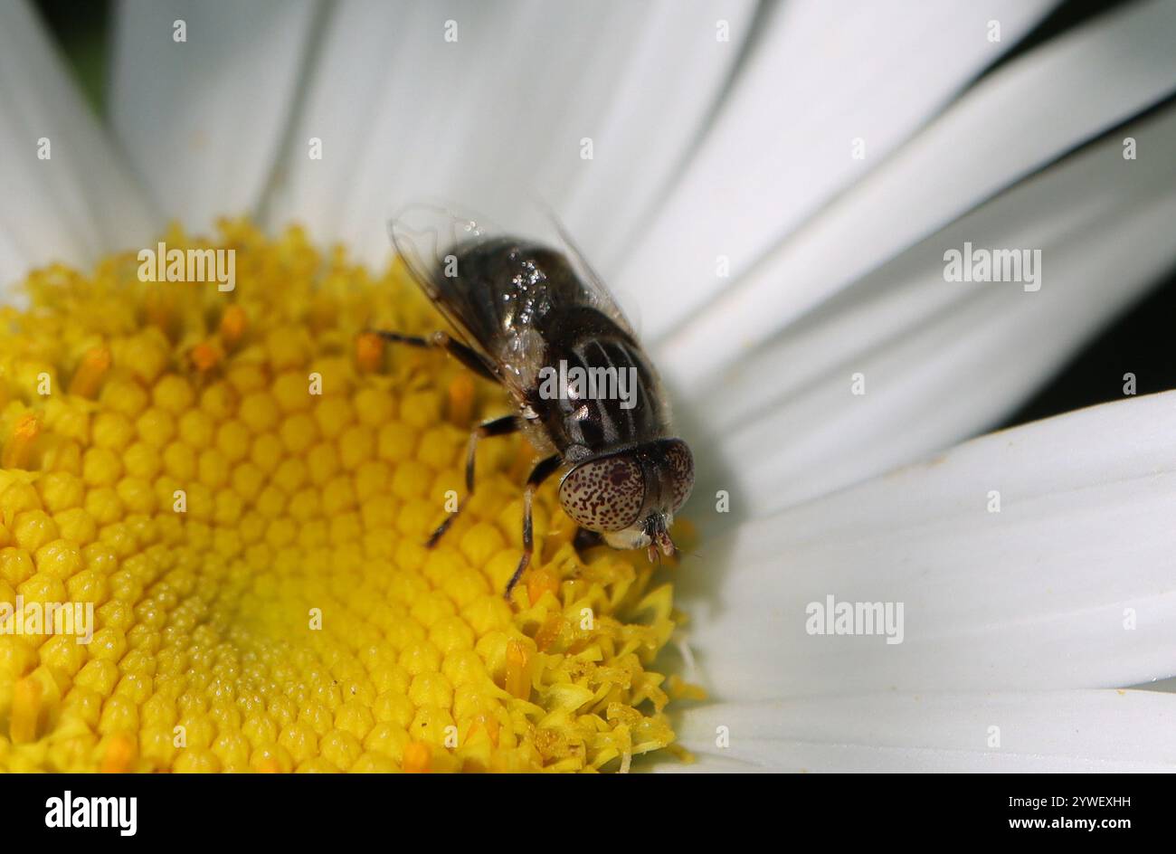 Common Lagoon Fly (Eristalinus aeneus Stock Photo - Alamy