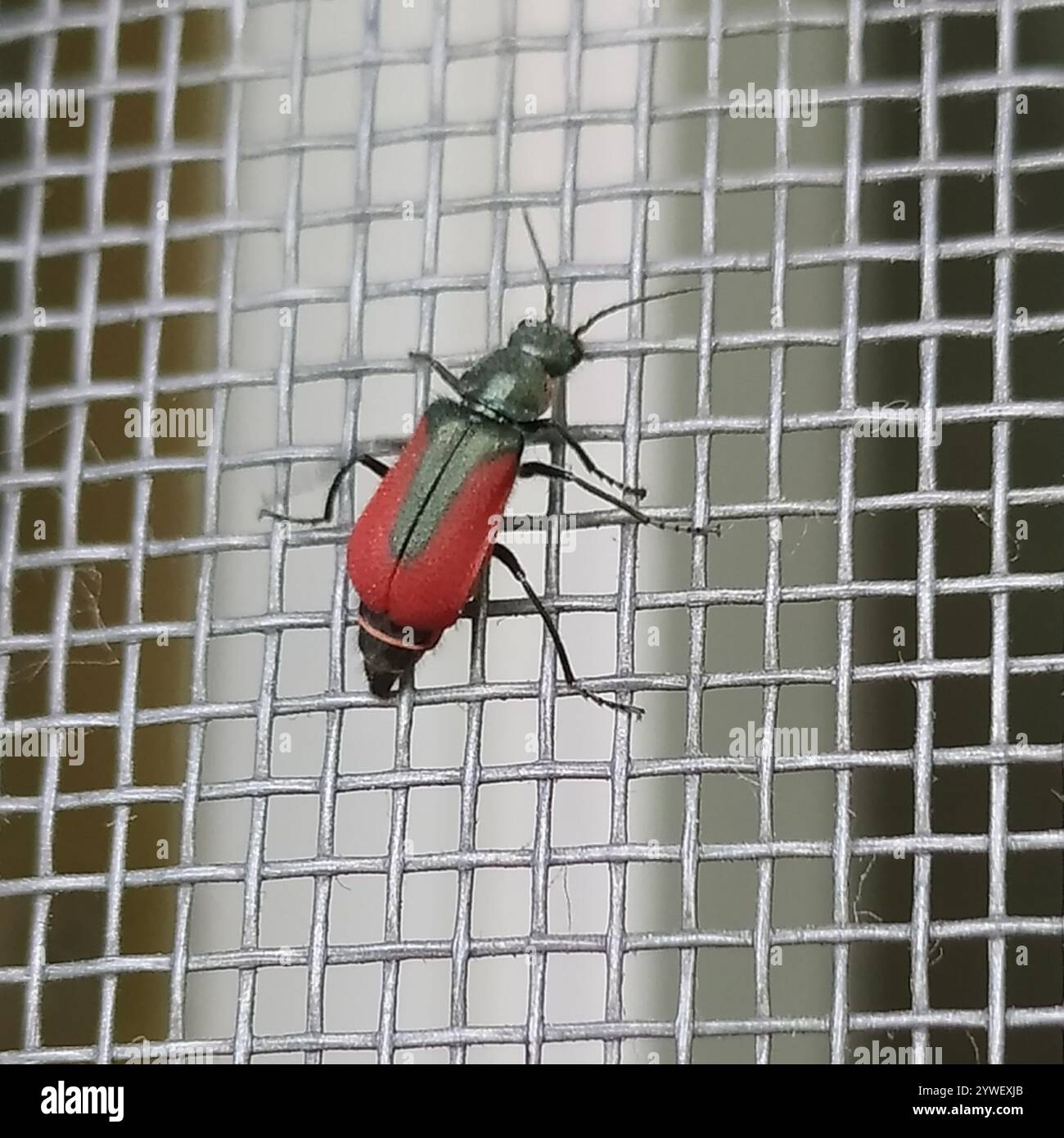 Scarlet Malachite Beetle (Malachius aeneus Stock Photo - Alamy